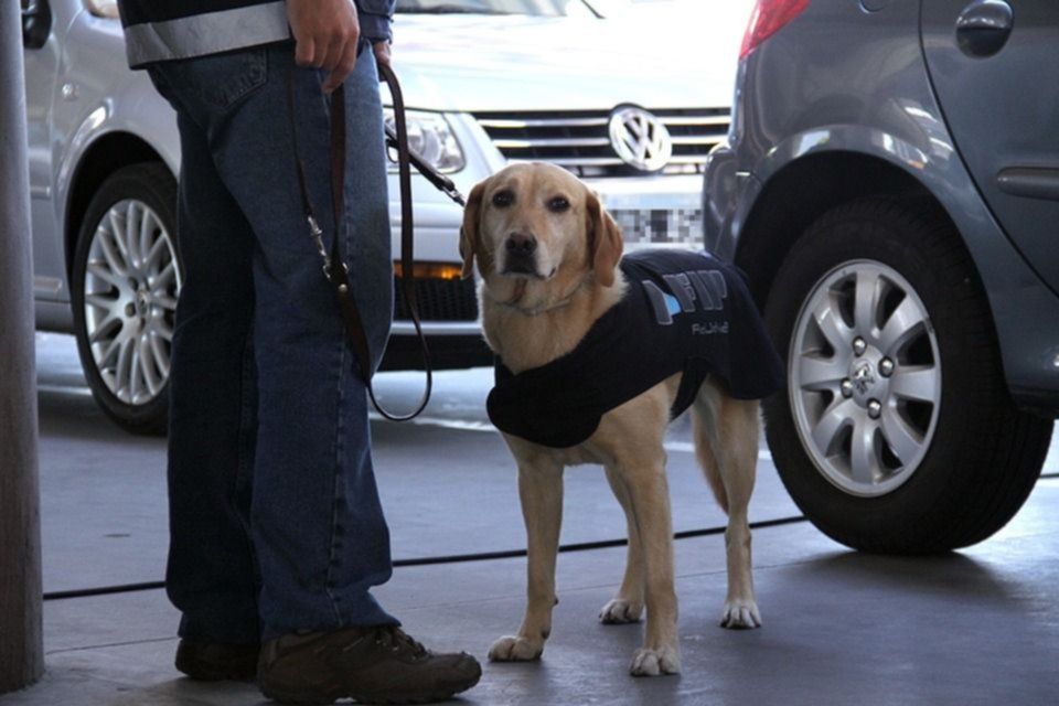 En el Día del Animal la Aduana jubiló a catorce perros detectores