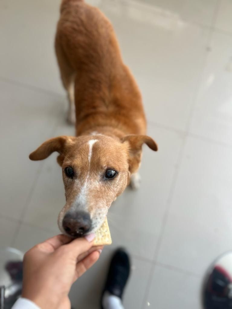 Apareció Homero, el perro que estuvo desaparecido más de dos semanas en ...