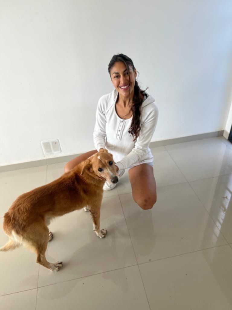 Apareció Homero, el perro que estuvo desaparecido más de dos semanas en ...