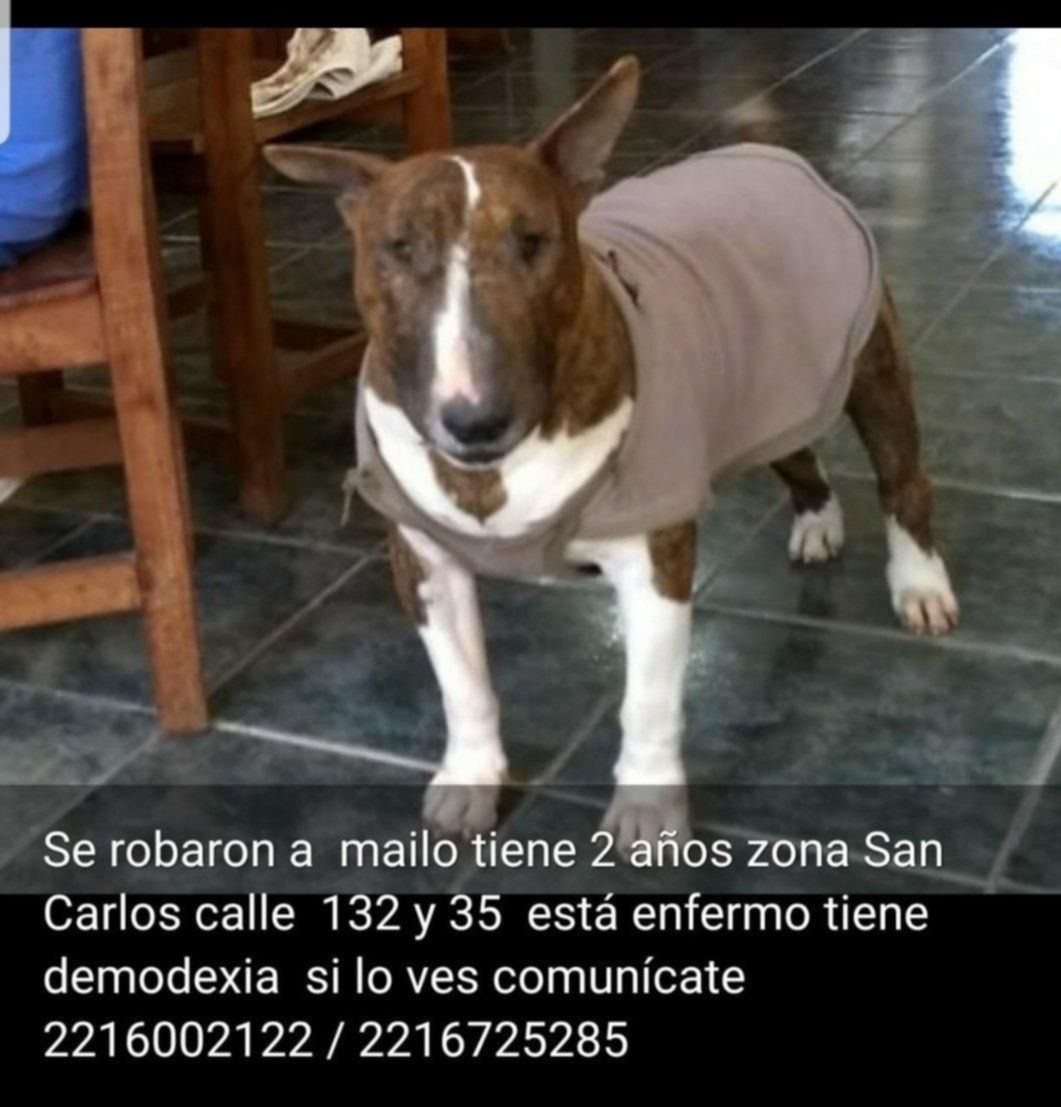 Desesperado pedido por Mailo, un perro que fue robado y padece una ...