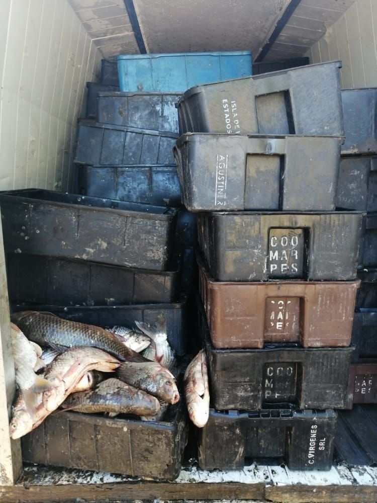 Secuestraron más de 3 mil kilos de pescado podrido que pensaban vender ...