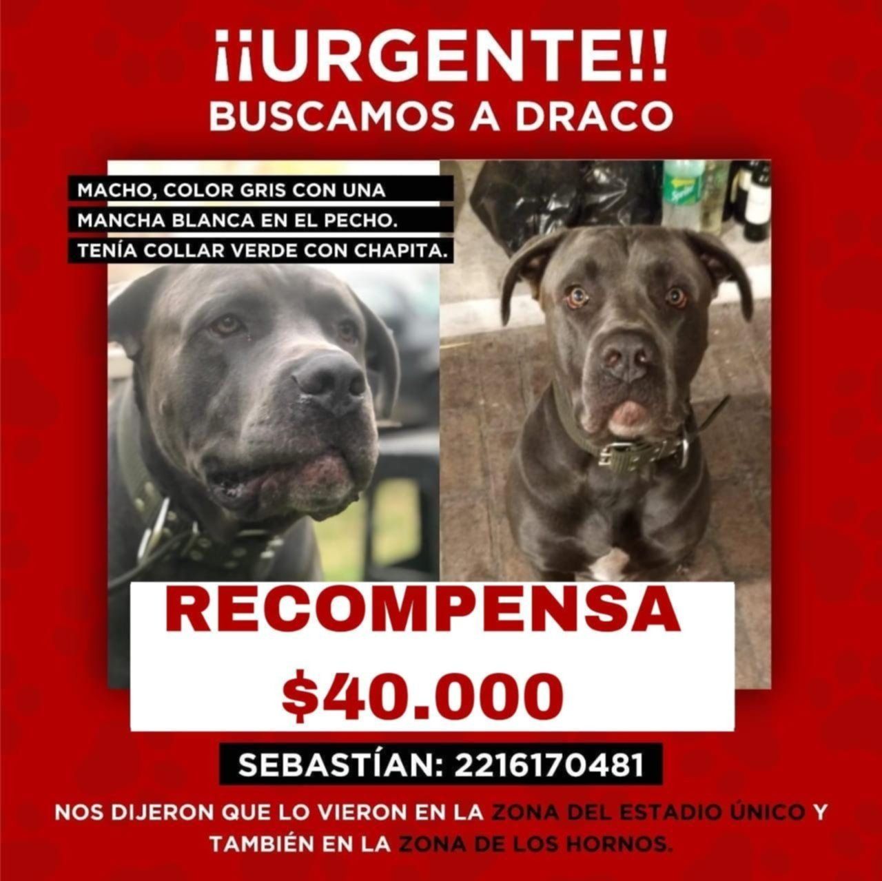 VIDEO: La increíble búsqueda por aire de Draco, el perro que moviliza a ...