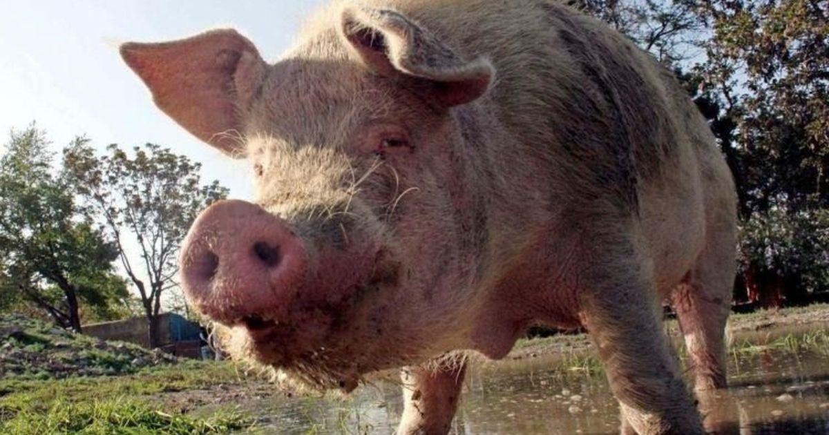 Una cerda enorme se pasea por las calles de Villa Castells comiendo basura