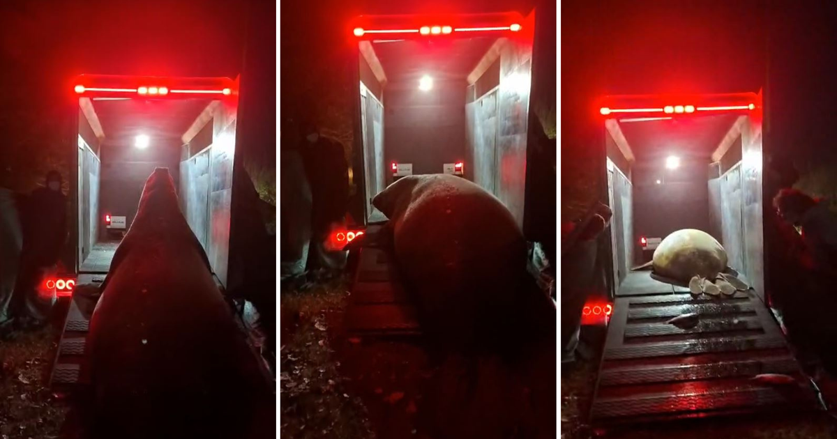 Video: lograron trasladar al elefante marino perdido en Ensenada para ...