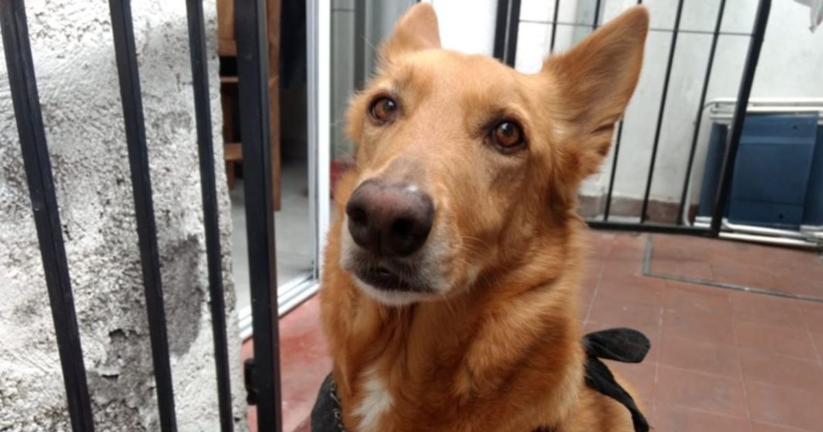 La historia de Rocco, el perro que sintió el temblor en La Plata antes ...