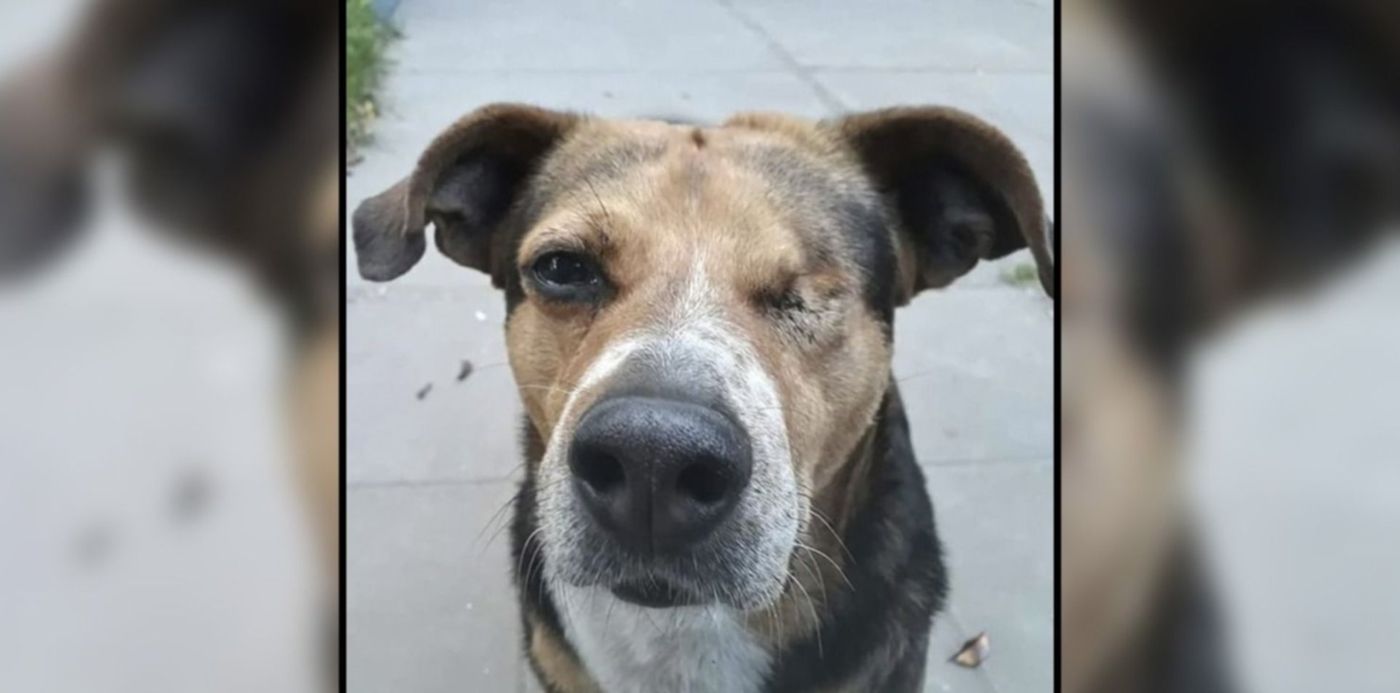 ¿Dónde está Pirata? La búsqueda de un perro tuerto moviliza a la región