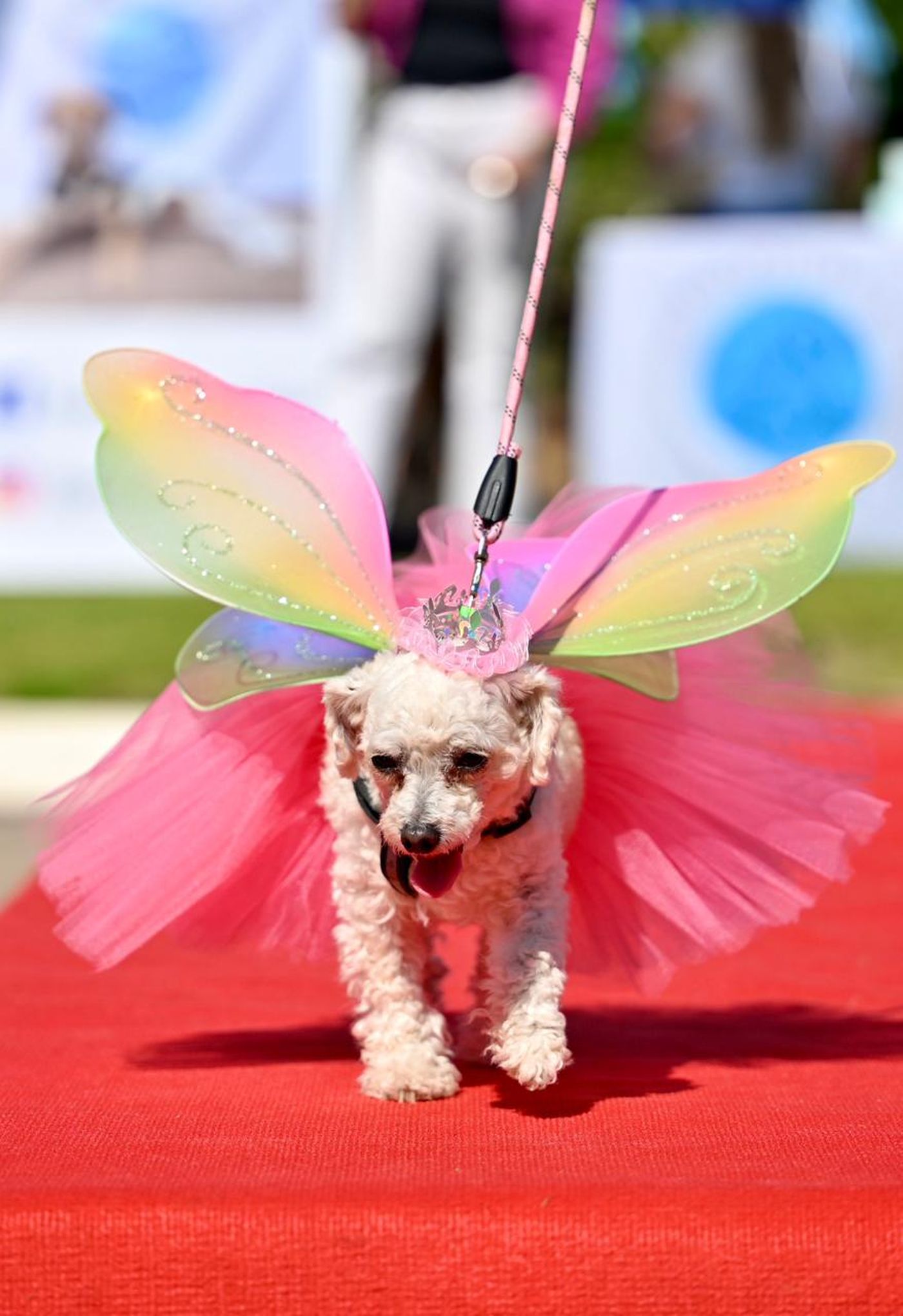 La Plata celebró un divertido desfile de mascotas por Halloween con ...
