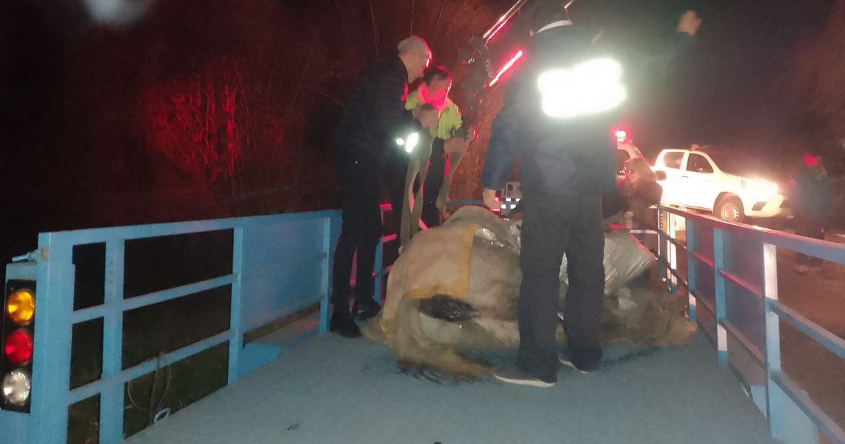 Rescataron en Berisso a una yegua herida y preñada que se había caído ... Rescataron en Berisso a una yegua herida y preñada que se había caído ...