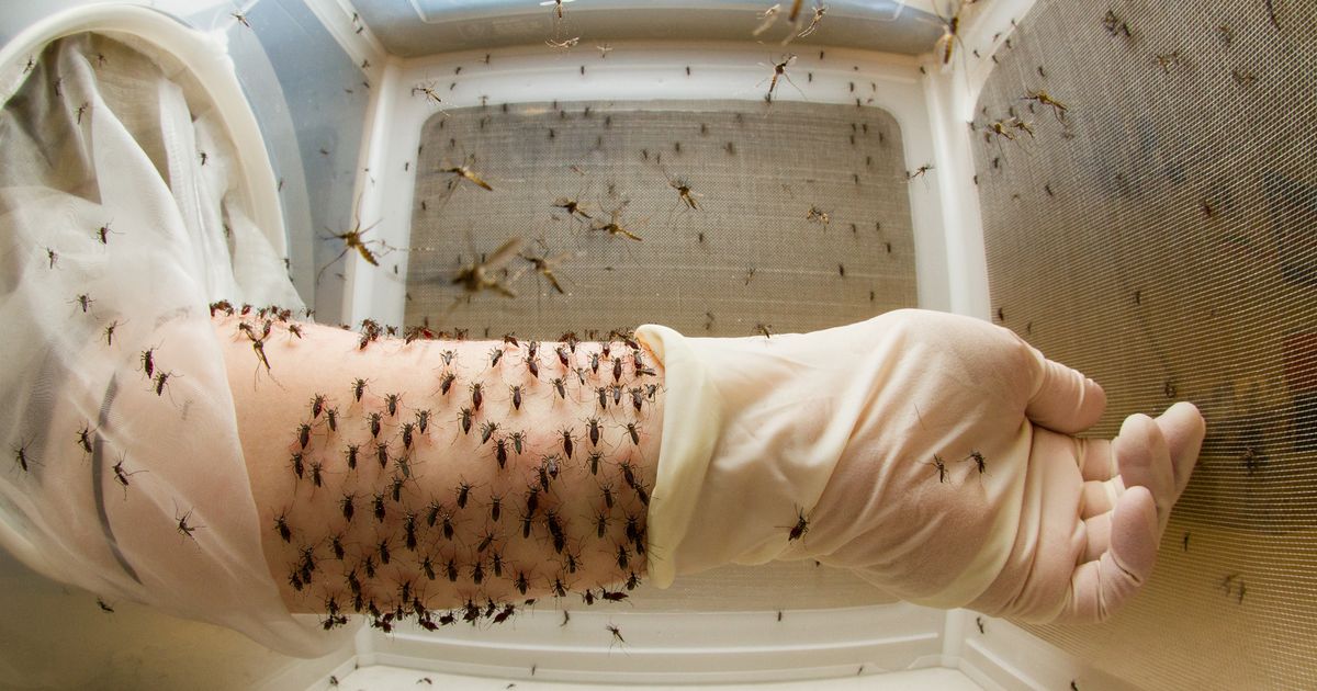 Los especialistas del CONICET explican por qué sigue la invasión de ...