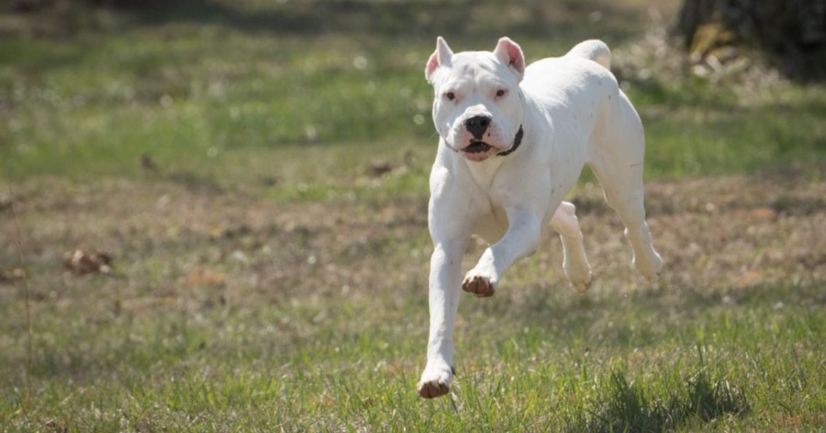 Un dogo le desfiguró la cara a un nene de 6 años que jugaba en una plaza