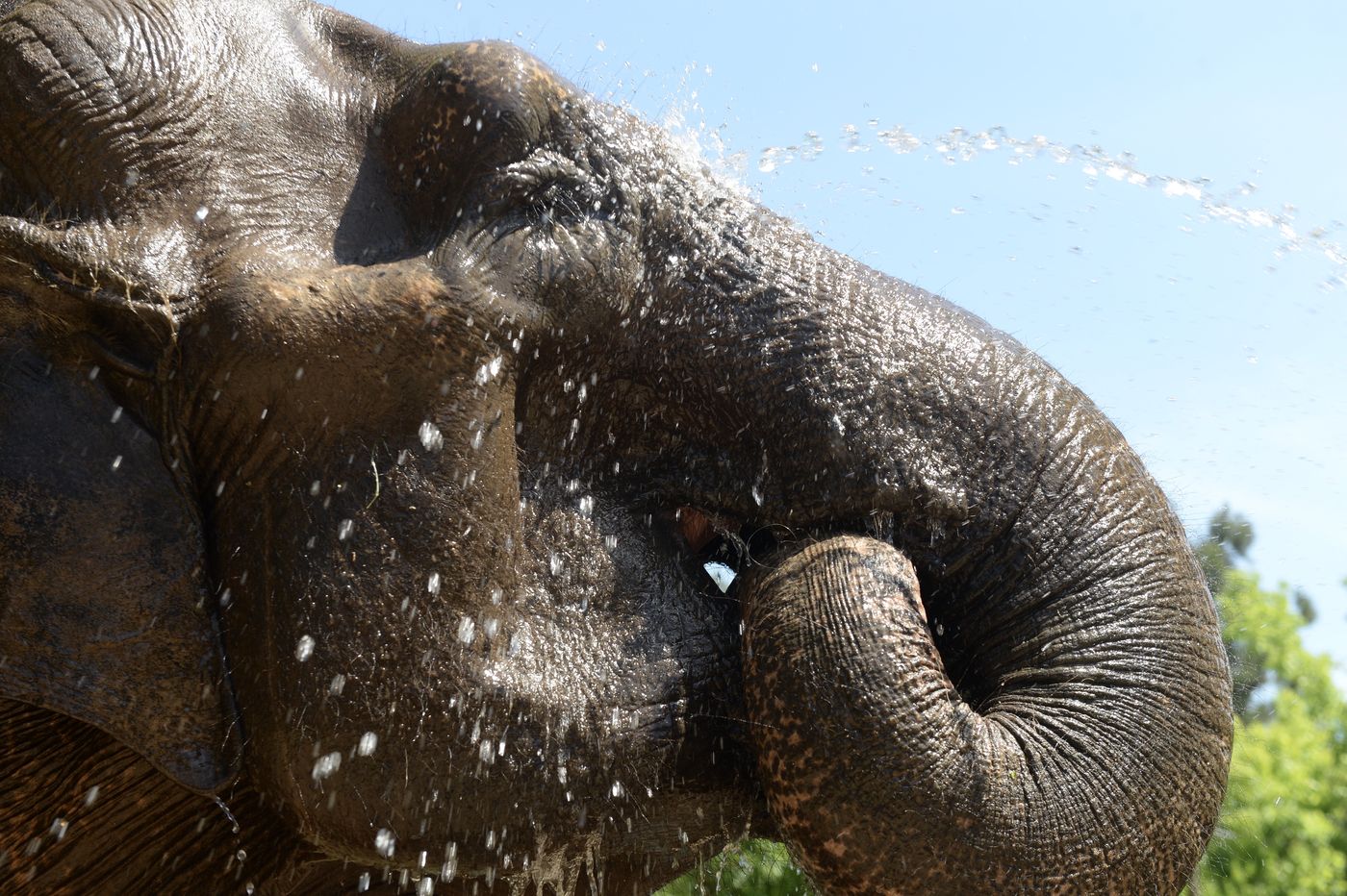 Las últimas fotos de Pelusa, la histórica elefanta del ex Zoológico de La Plata que murió hace 7 ...
