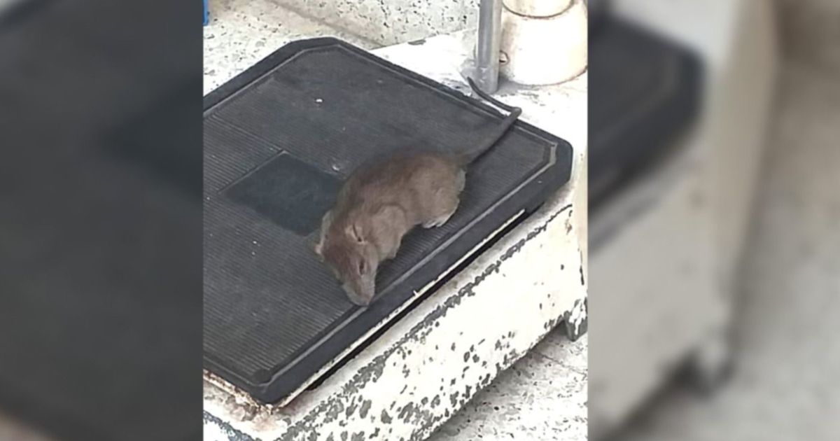 Apareció Una Rata Gigante Muerta Sobre Una Balanza En El Hospital De Niños