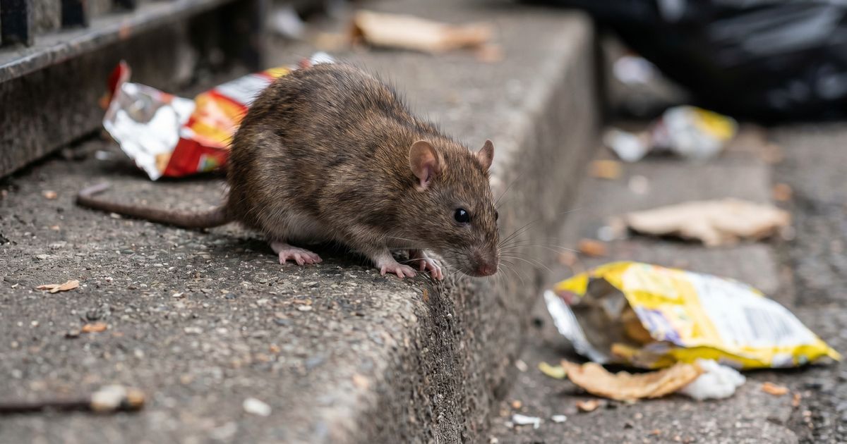 En medio del brote de hantavirus, otra escuela de La Plata está en ...