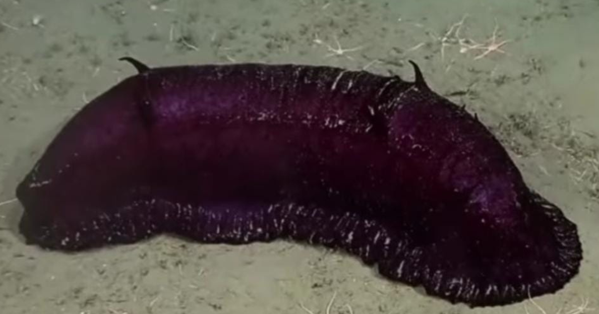 Batatita, el curioso hallazgo del CONICET en el fondo del Mar Argentino