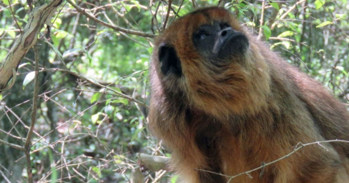 ¿De dónde son y por qué aparecieron los monos en los árboles de Villa ...