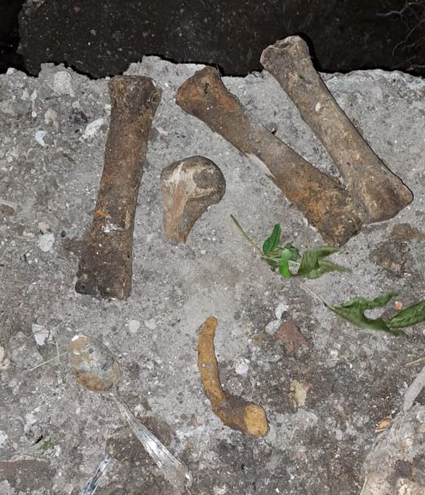 Hallaron restos óseos en una calle de Ensenada y peritan su origen para ...