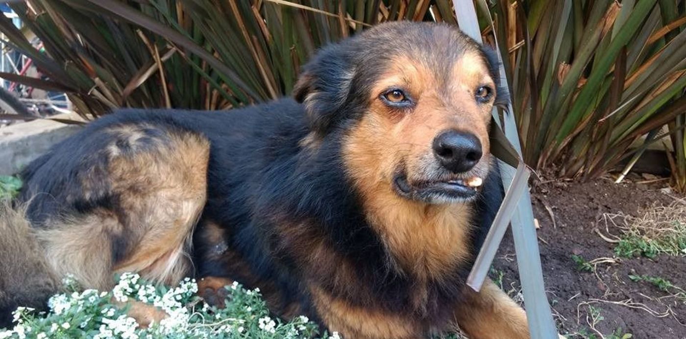 La historia de Dientito, el perro más famoso de la ciudad que consiguió ...