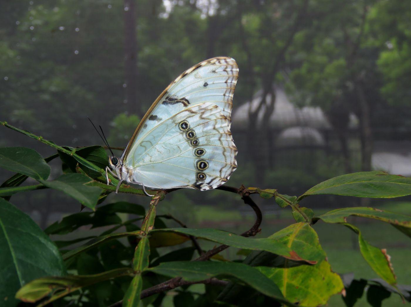 Provincia declaró como Monumento Natural a una increíble mariposa que ...