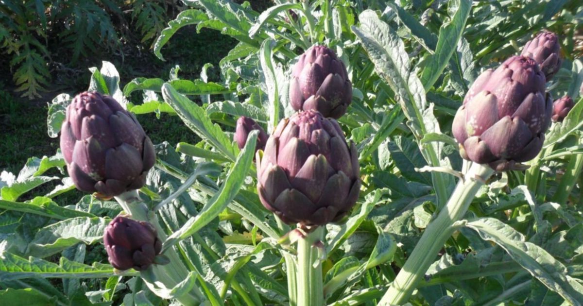 Shows, stands y degustaciones: La Plata se prepara para la Fiesta del ...