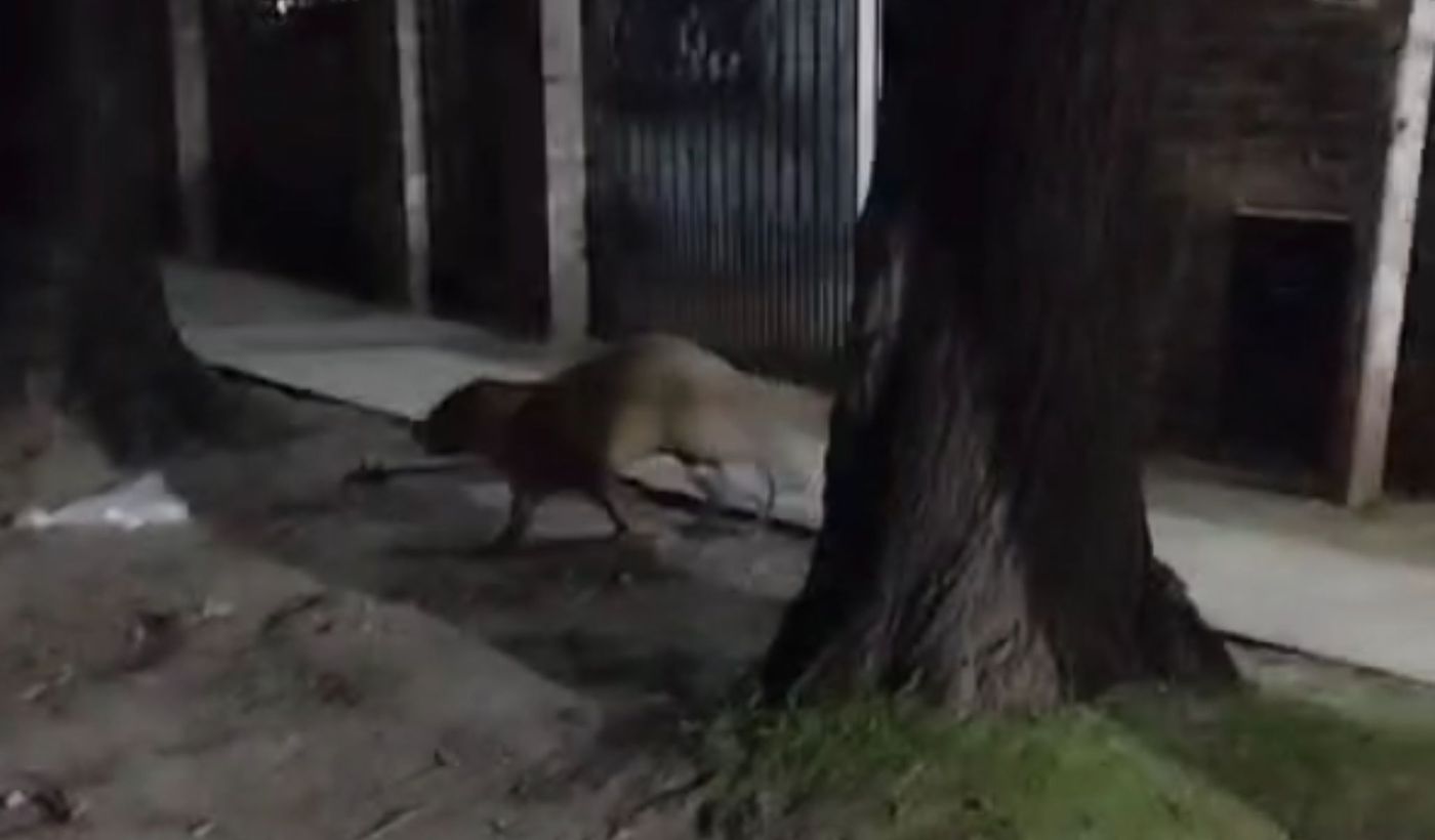Video: sorpresa en City Bell por la aparición de un carpincho suelto y lastimado