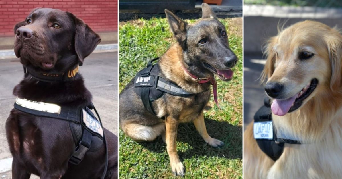 En el Día del Animal la Aduana jubiló a catorce perros detectores