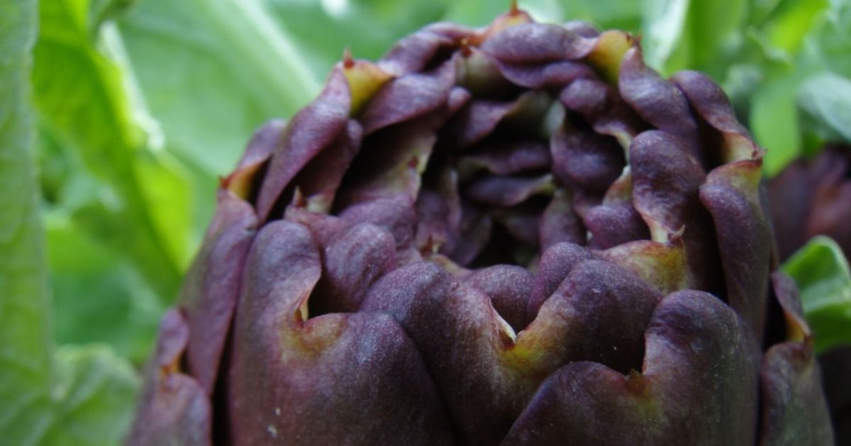 Hora por hora, así quedó el cronograma de la Fiesta del Alcaucil en La ...