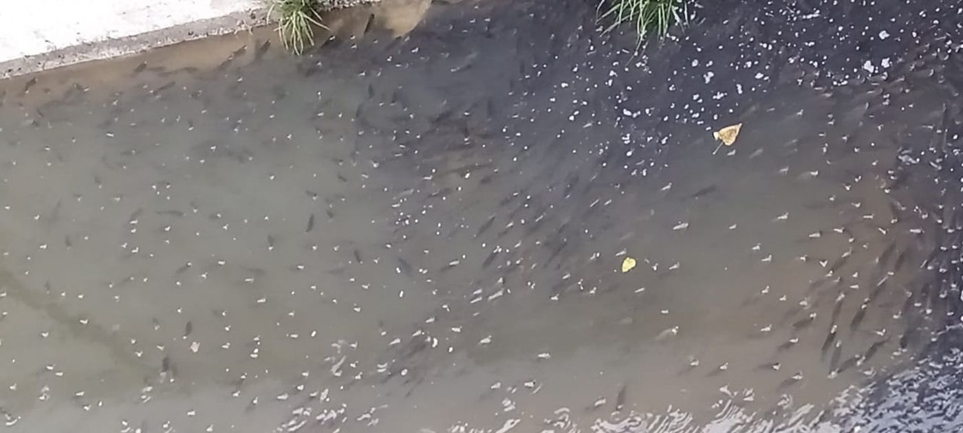 Sorpresa en Ringuelet porque el Arroyo del Gato se llenó de peces: ¿qué dicen los especialistas?