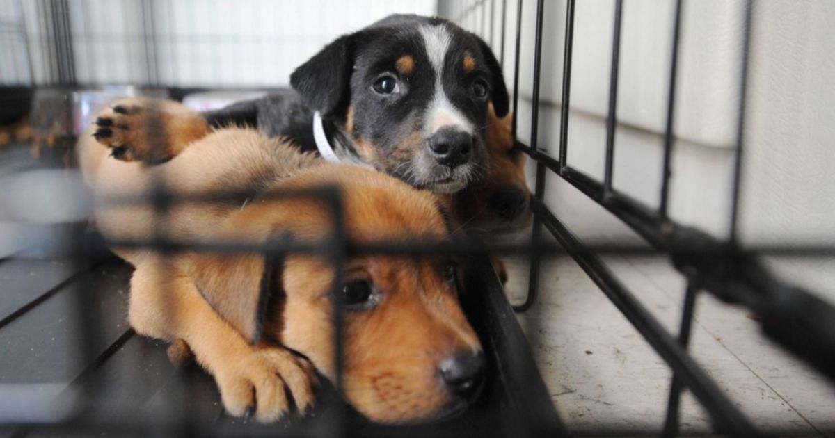 Convocan a una marcha contra los casos de zoofilia en La Plata