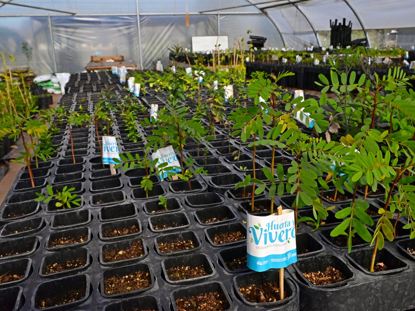 A menos de una hora de La Plata, un vivero forestal de plantas nativas ...