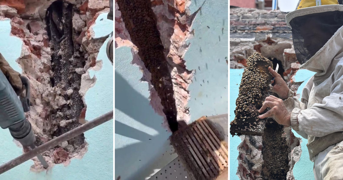 La historia detrás del apicultor de La Plata que removió una colmena de ...