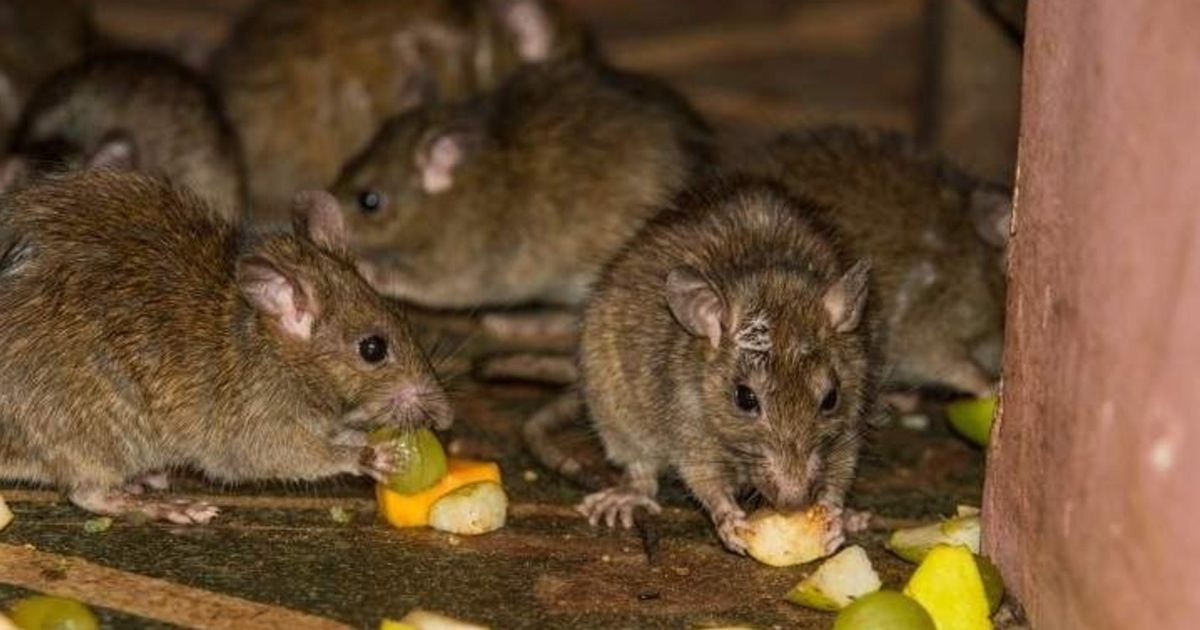 Vecinos en alerta por el hantavirus: encontraron más ratones colilargos ...
