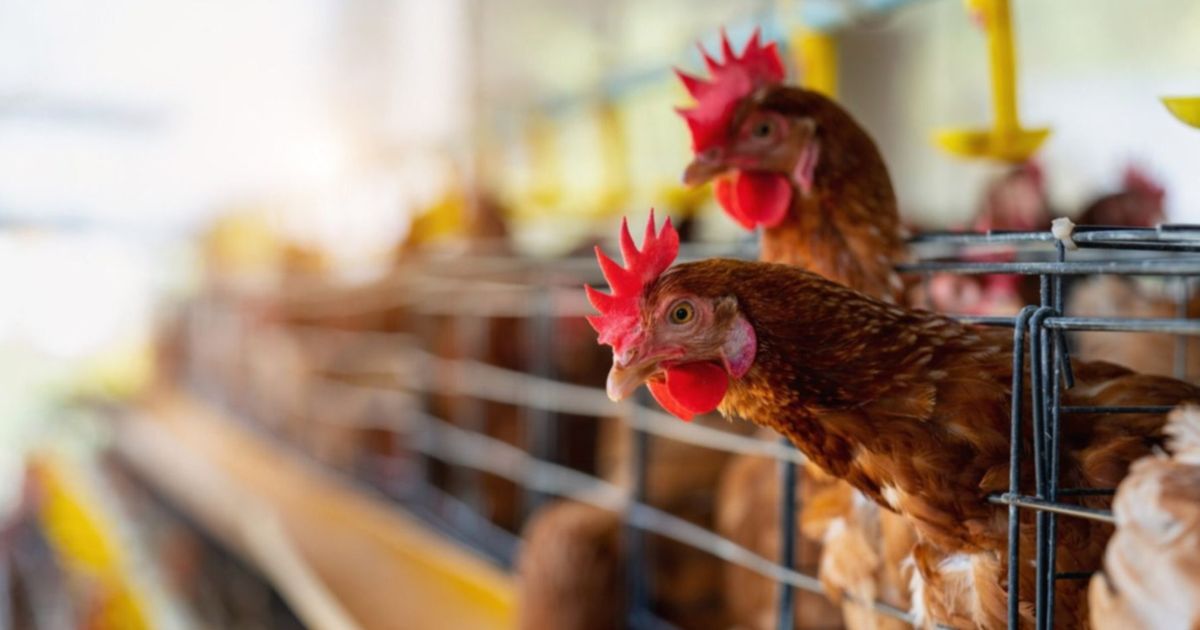 El Gobierno prohibió la venta de aves vivas para frenar el brote de ...