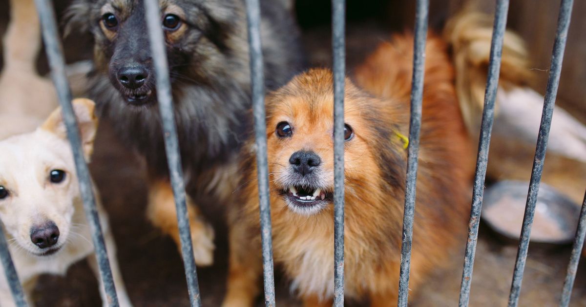 ¿Cuál es la primera denuncia por maltrato animal que ingresó en la fiscalía especializada de La ...