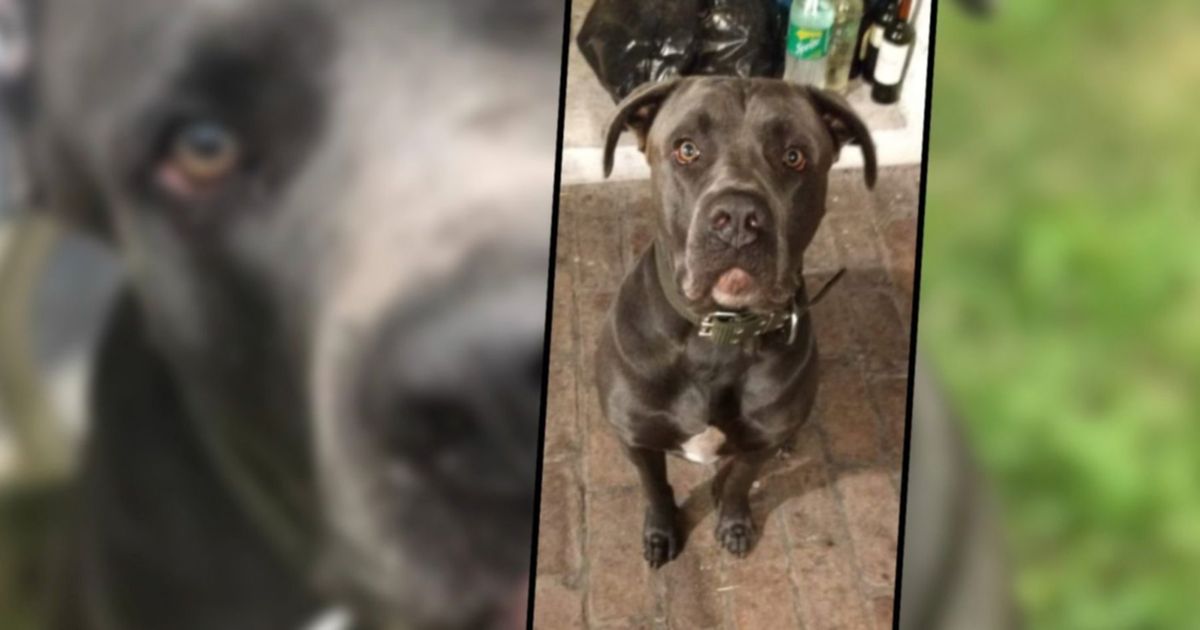 VIDEO: La increíble búsqueda por aire de Draco, el perro que moviliza a ...