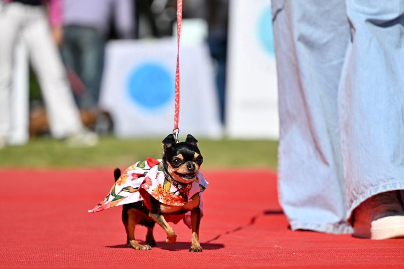 La Plata celebró un divertido desfile de mascotas por Halloween con ...