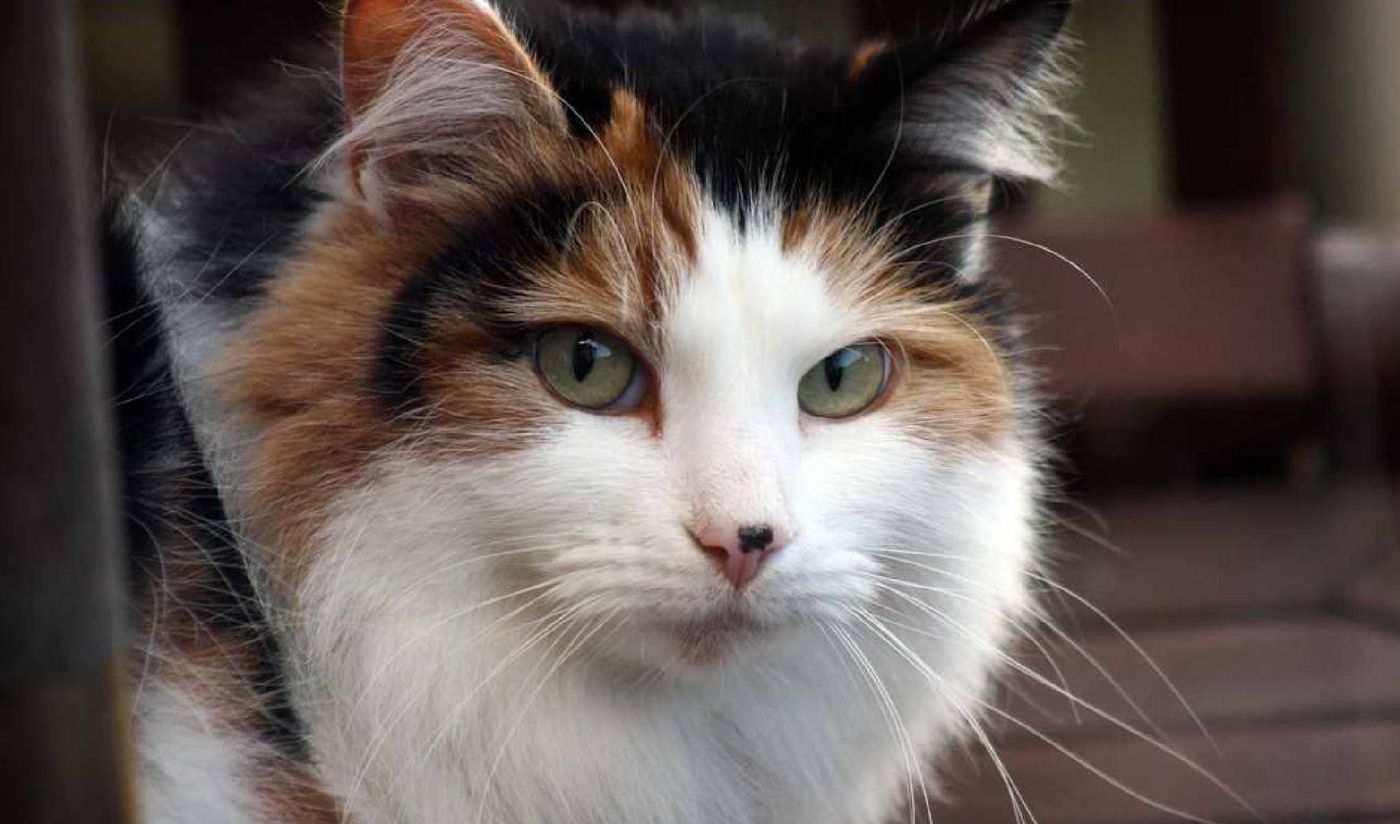 Inseguridad en La Plata: asaltaron a una familia cuando guardaba el ...