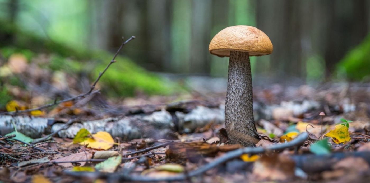 Hongos, el sorprendente biomaterial que revoluciona la industria ya ...