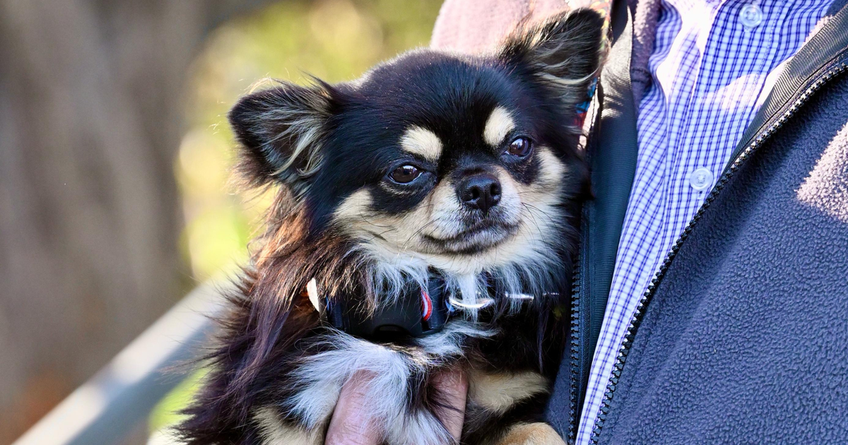 Ari, el perro que escapó de la guerra en Ucrania y tendrá un rol ...